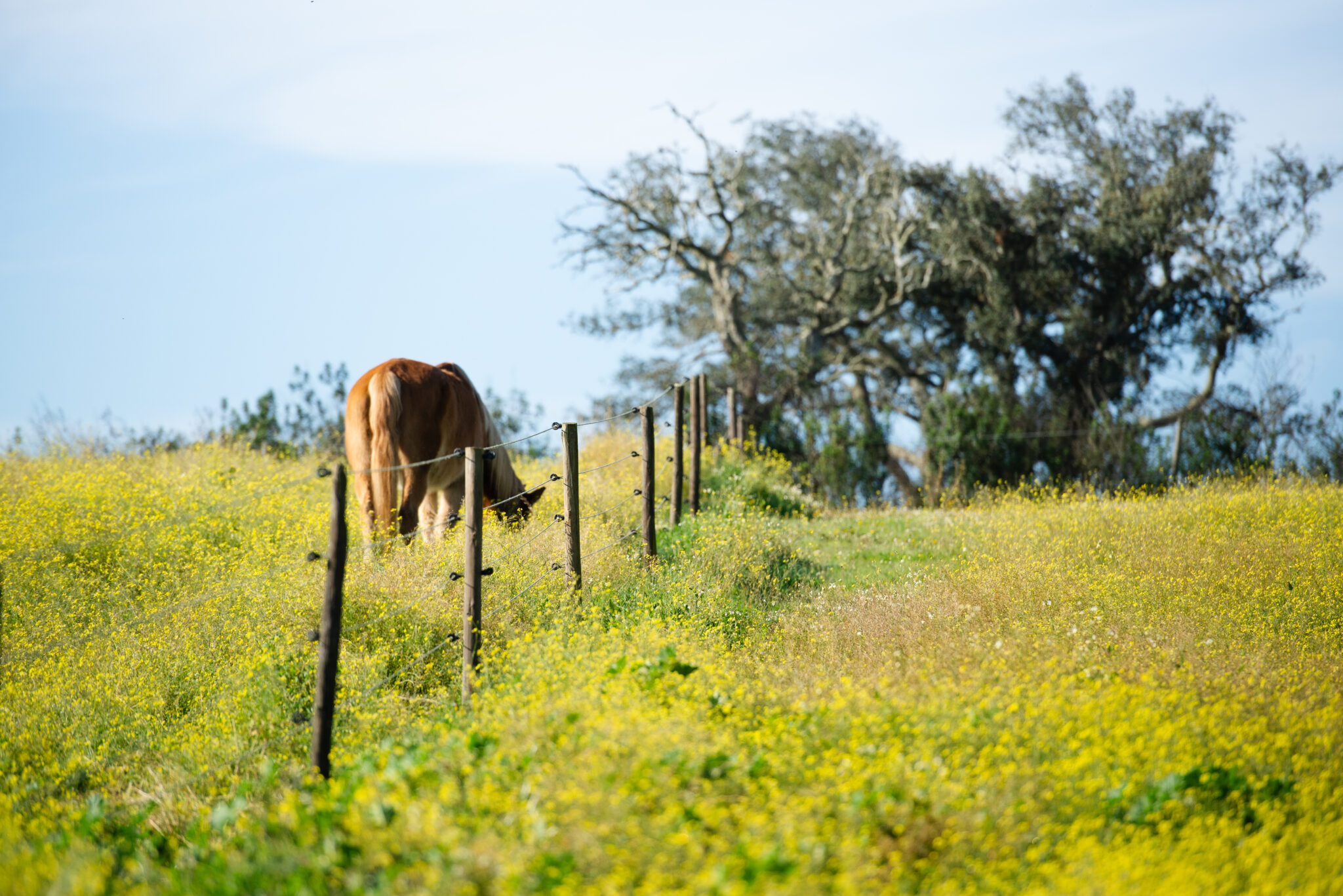 Gallery – Equus Ourique