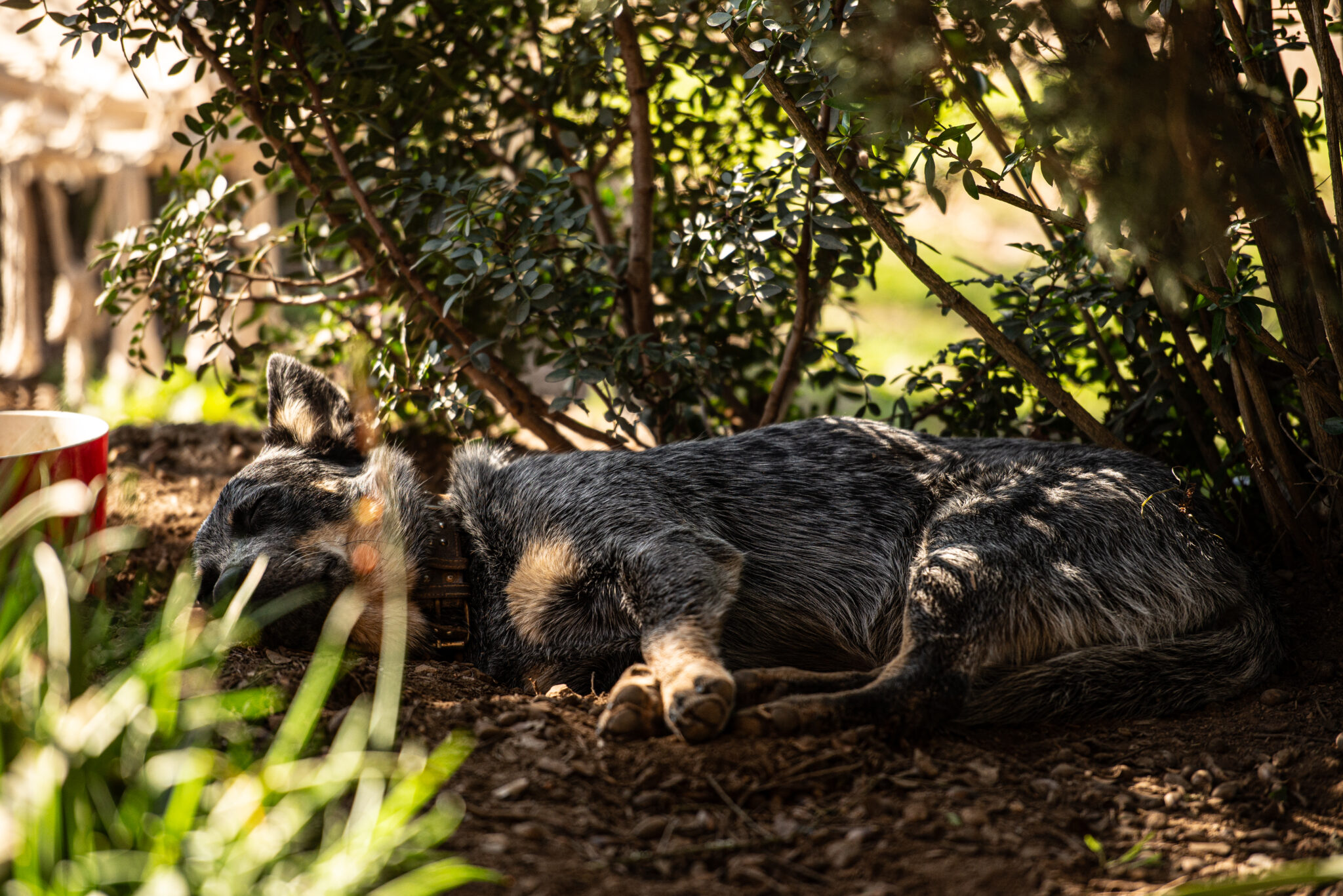 Galeria – Equus Ourique